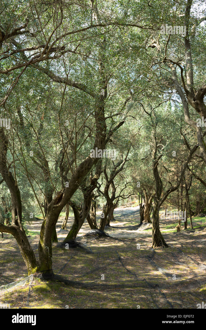 Corfu olive grove hi-res stock photography and images - Alamy