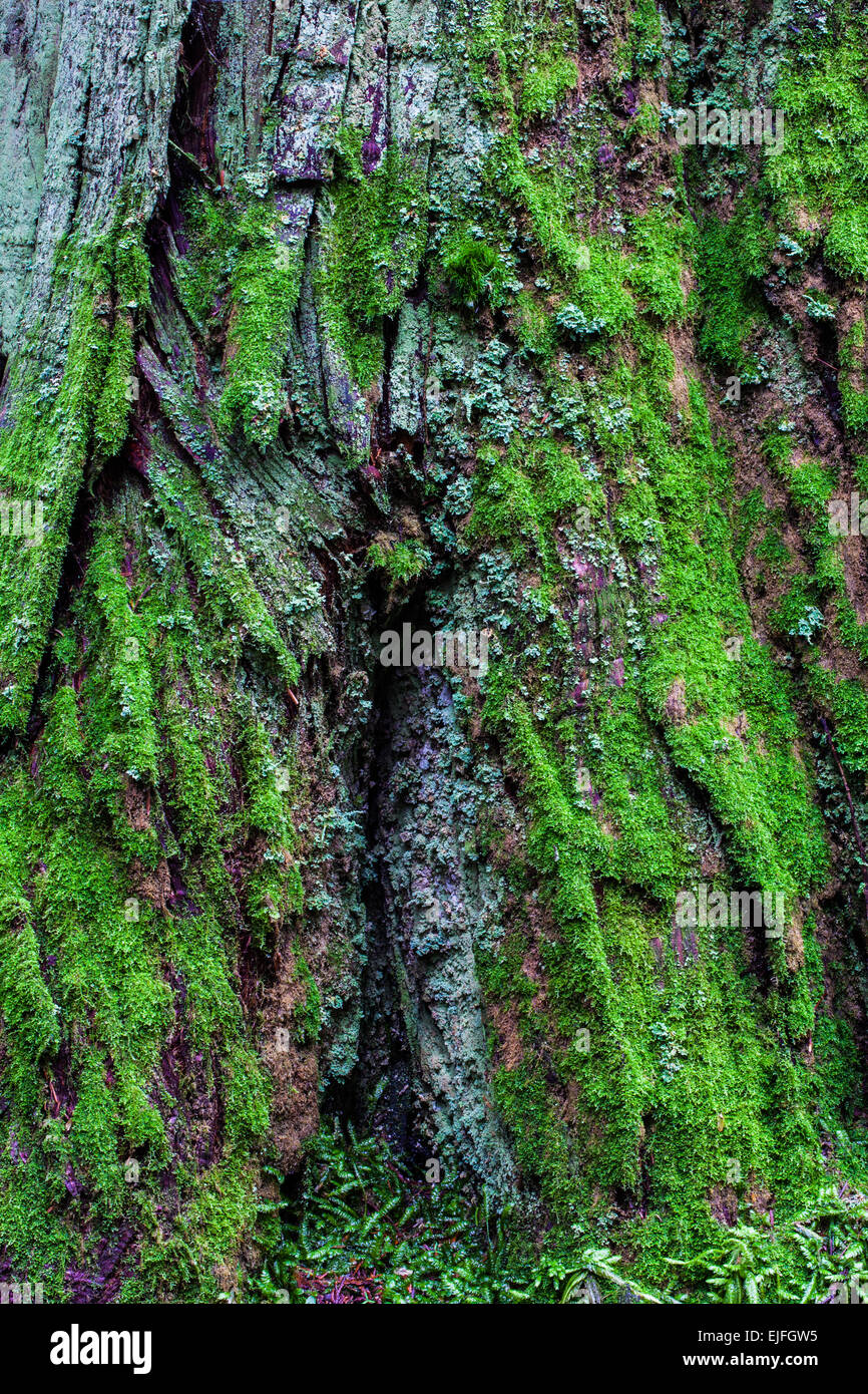 Abstract image of patterns in the bark of a Western Red Cedar tree ...