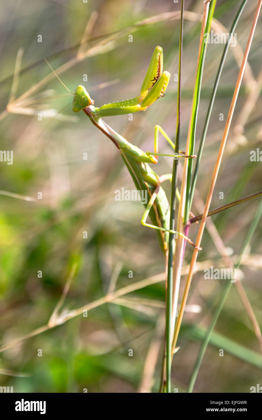 Praying Mantis or Mantid, Mantis religiosa, large stick insect clinging ...