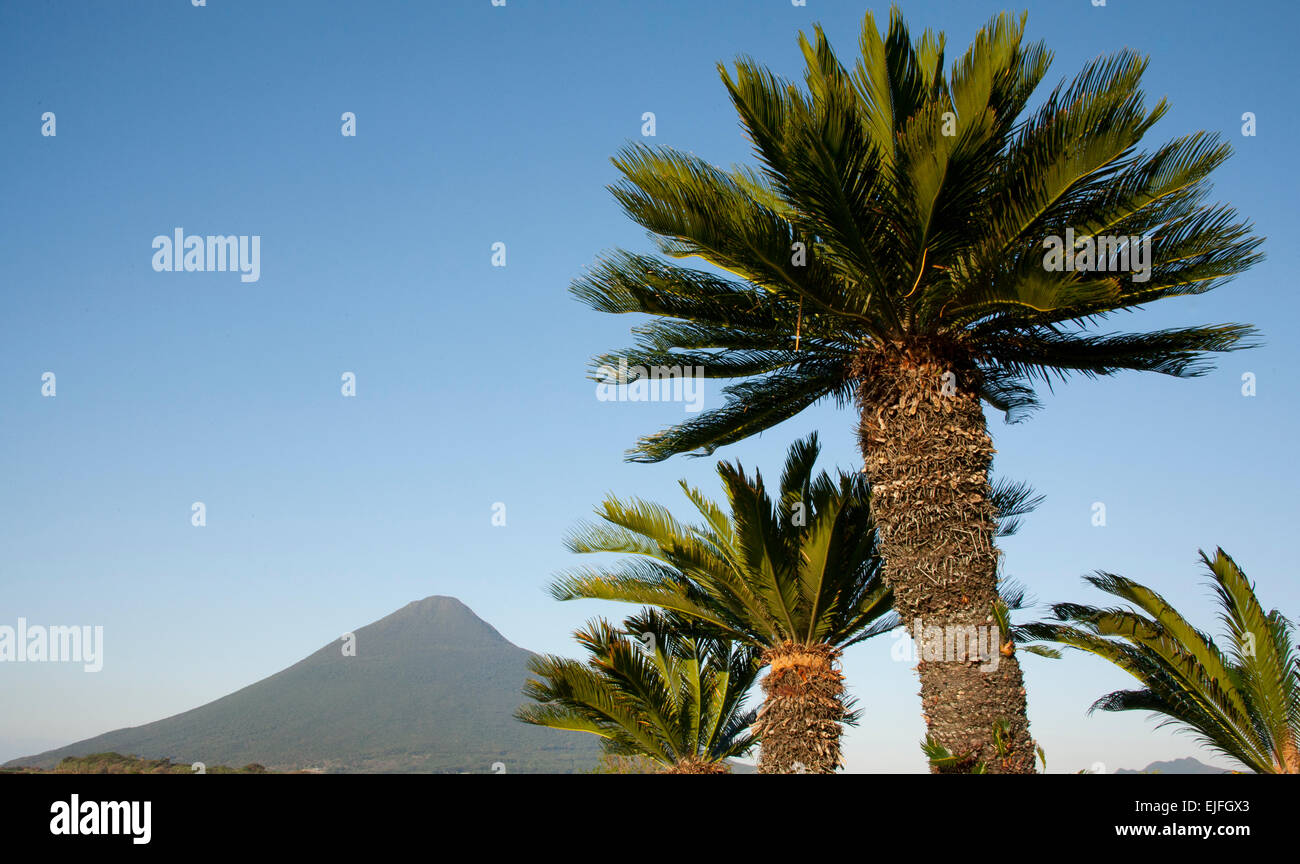Japanese Sago Palm trees (Cycas revoluta), Kaimondake Volcano, Kyushu ...