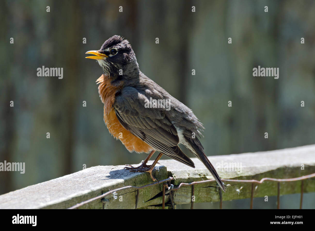 American Robin (Turdus migratorius) sitting on a fence Stock Photo - Alamy