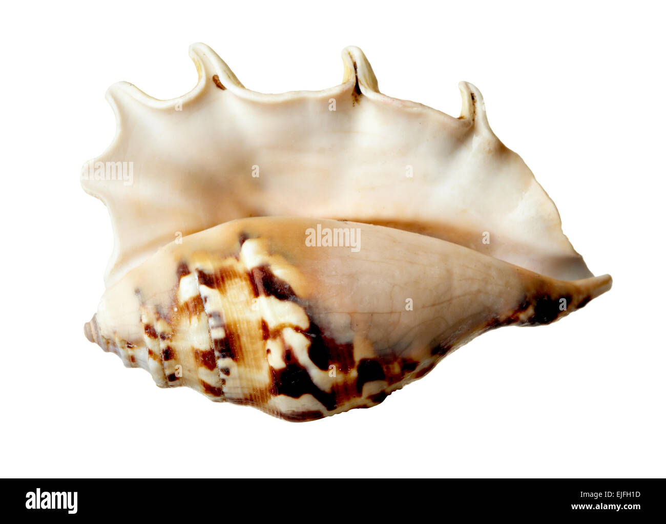 Seashell hi-res stock photography and images - Alamy