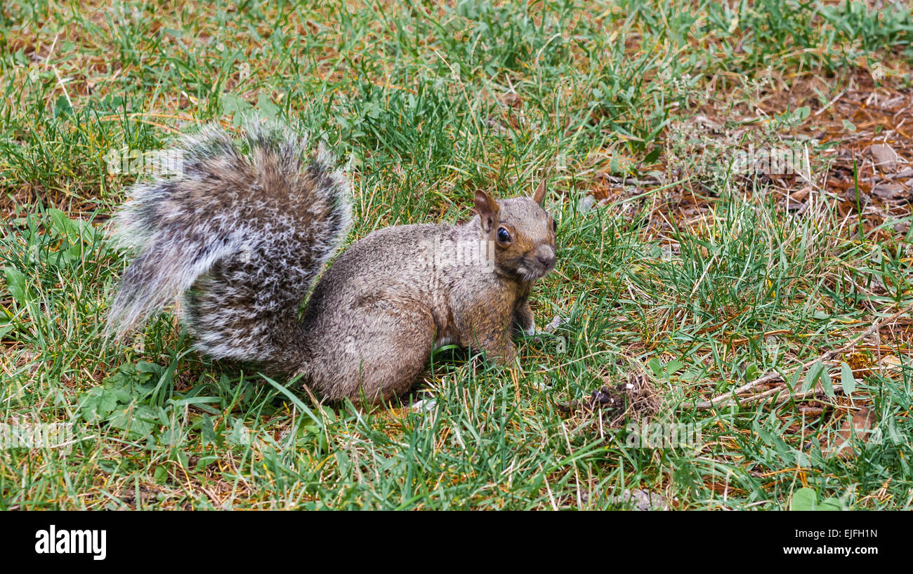 Gray squirrel from rights side turning head to face camera Stock Photo ...