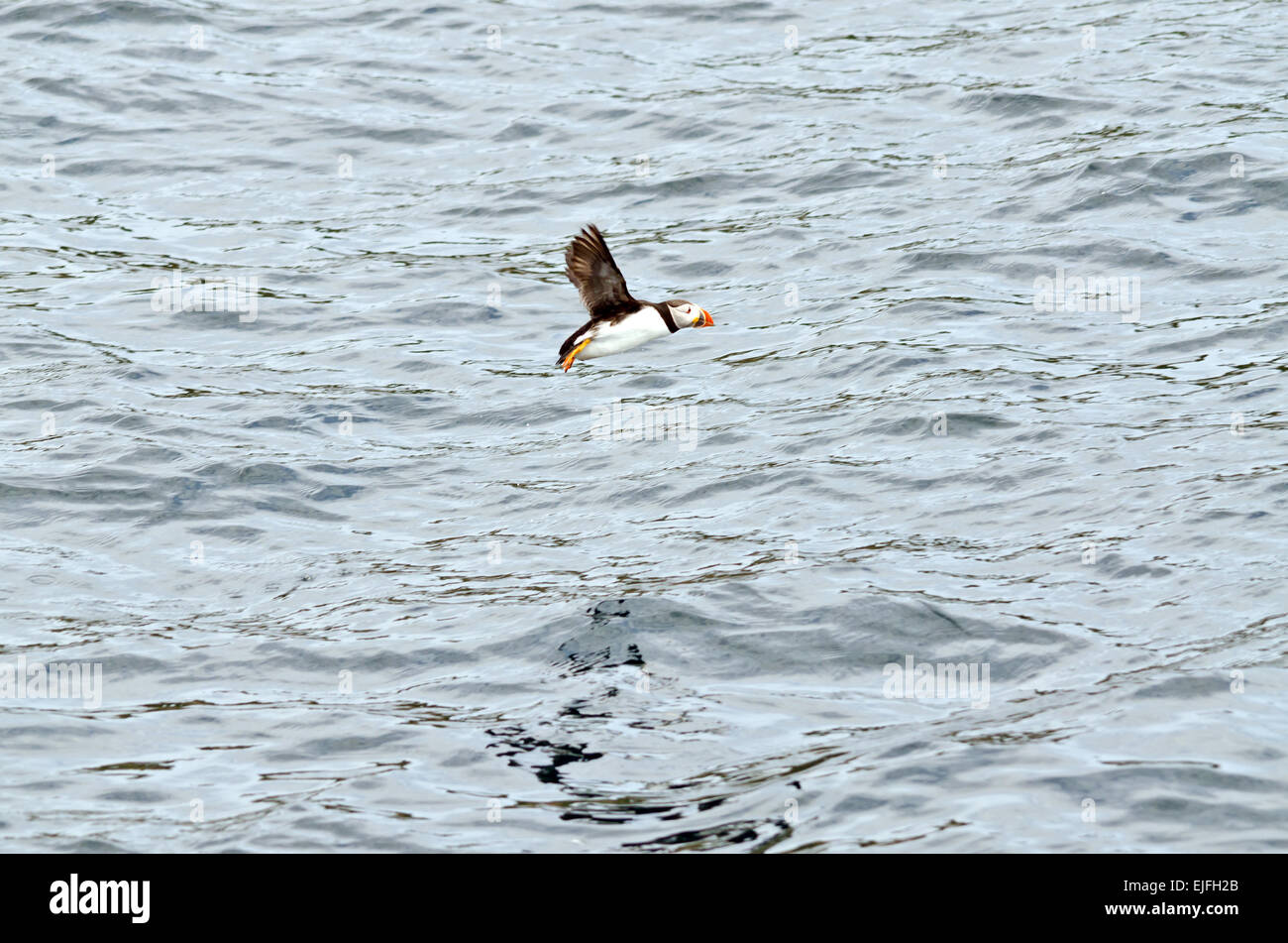 puffin flying near shore of Newfoundland, Canada Stock Photo - Alamy