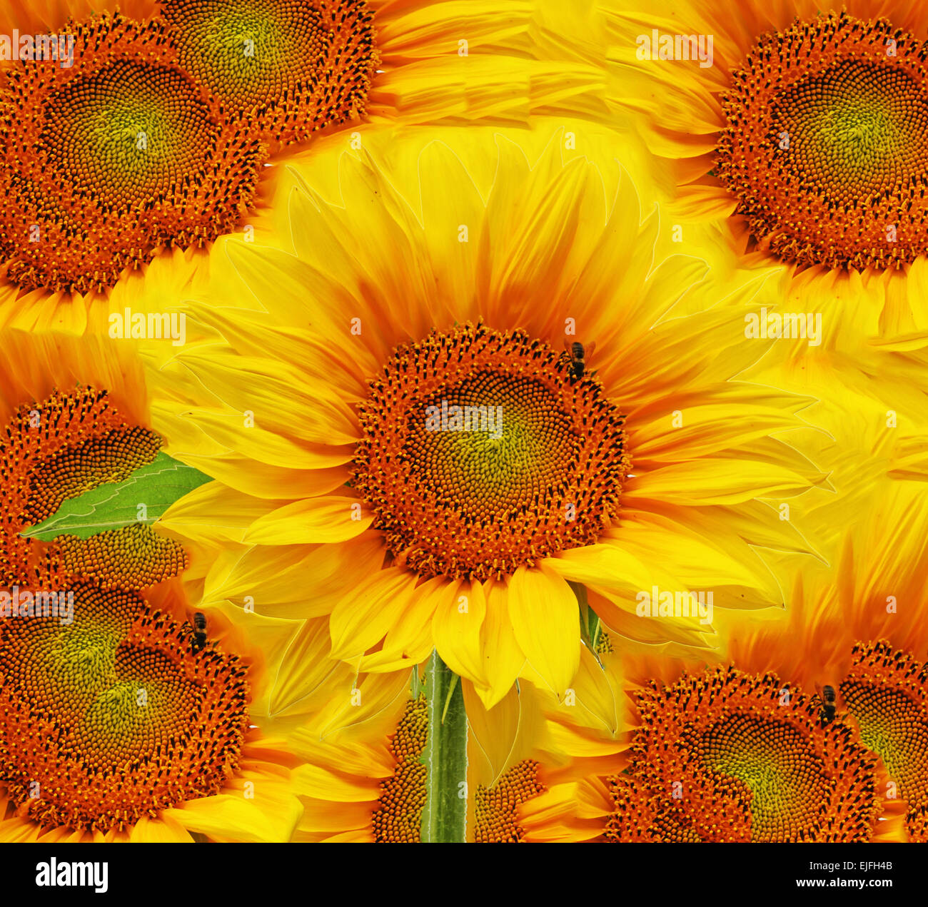 Sunflowers background. Abstract Stock Photo - Alamy