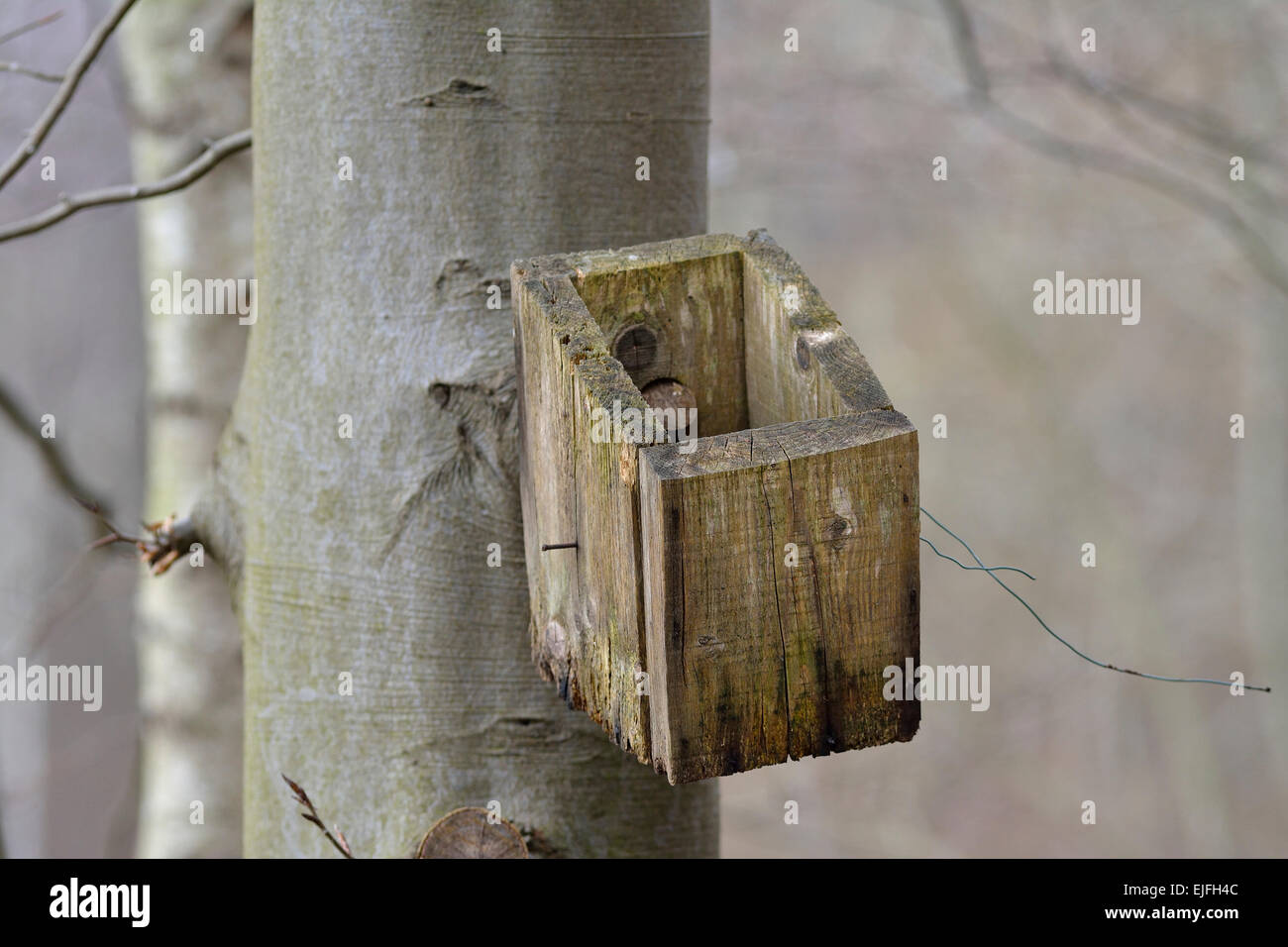 An old decaying bird nest box missing it's roof Stock Photo - Alamy
