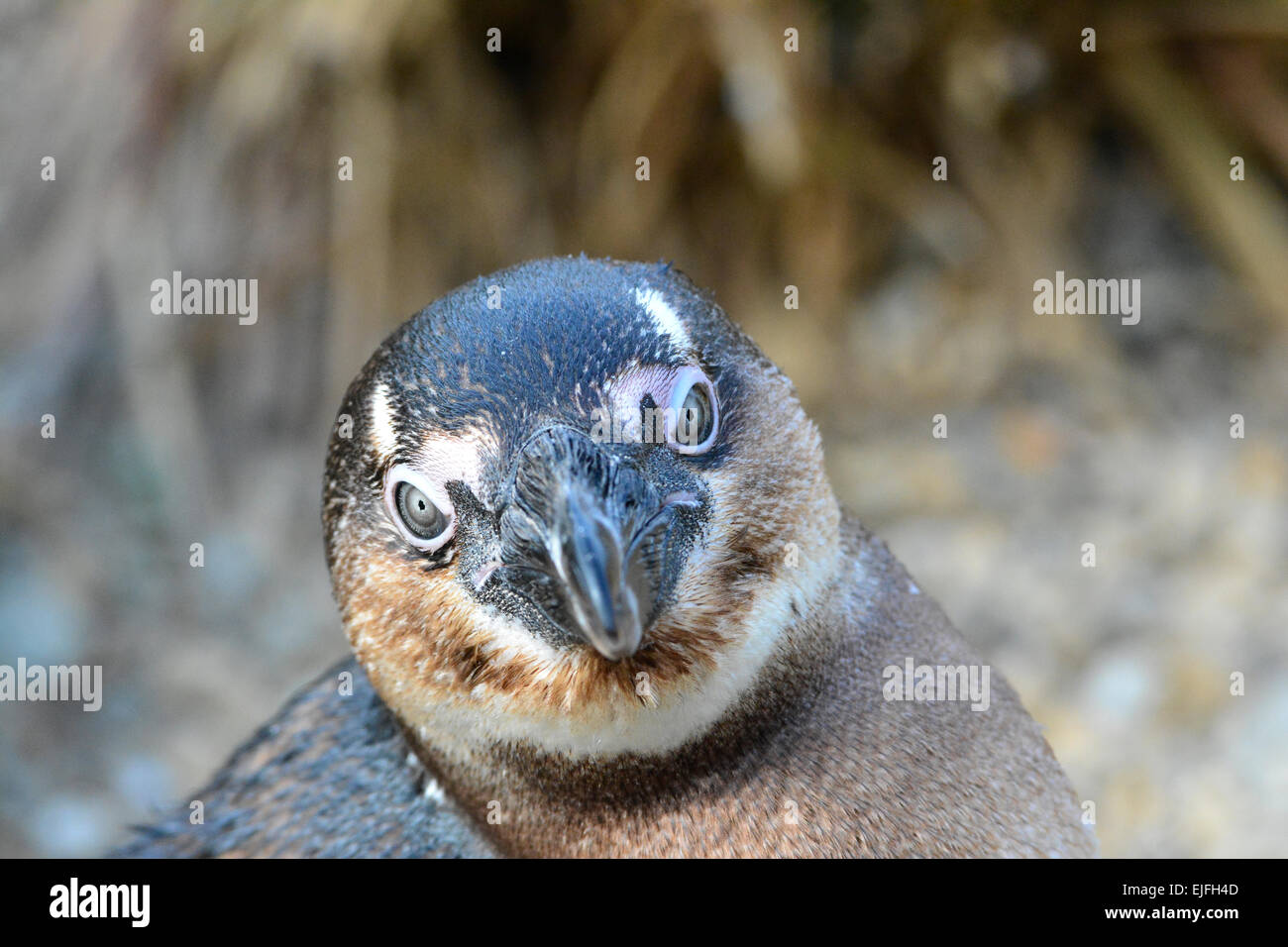 Juvenile penguin hi-res stock photography and images - Alamy