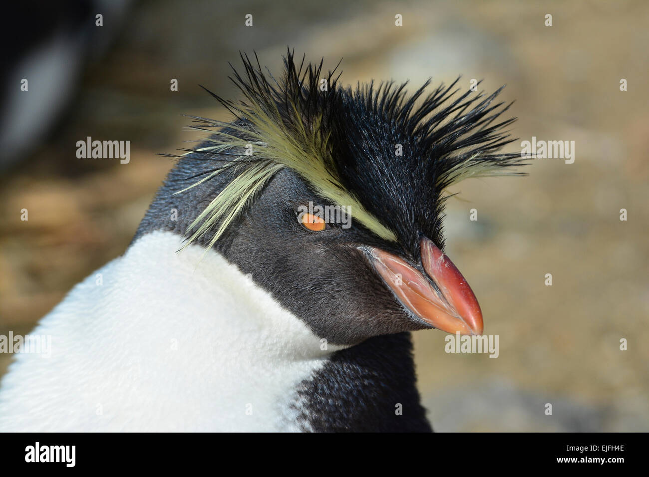 Rock hopper penguin hi-res stock photography and images - Alamy