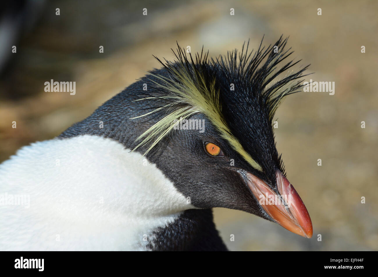 Penguin rock hi-res stock photography and images - Alamy