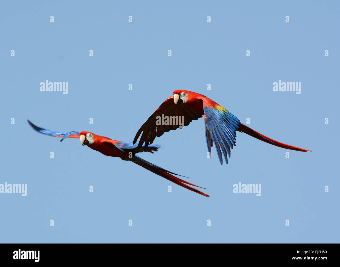 Macaws in flight hi-res stock photography and images - Alamy