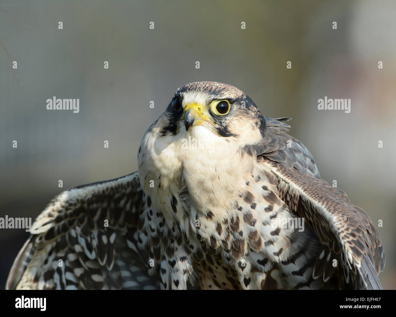 Lanner falcon (Falco biarmicus Stock Photo - Alamy