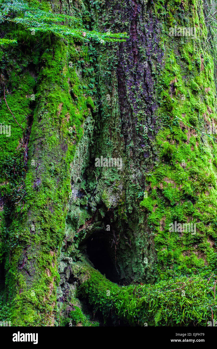 Intertwined roots of a fir tree in a temperate rain forest Stock Photo ...