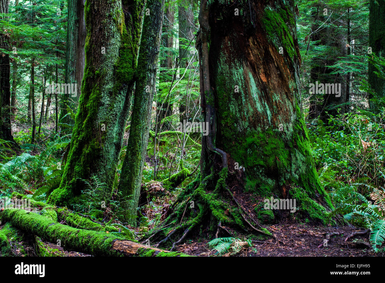 Western red cedar trees roots hi-res stock photography and images - Alamy