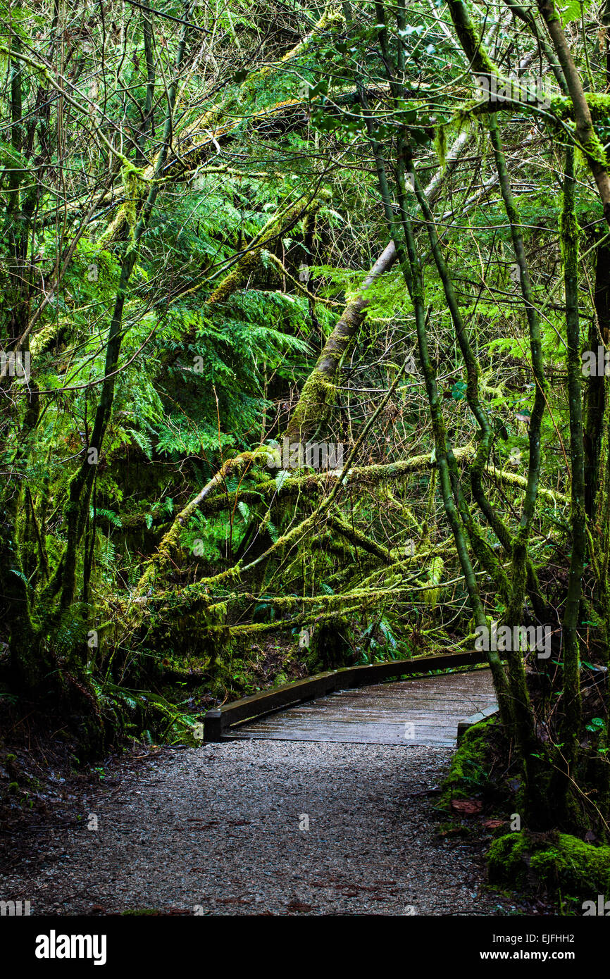 Temperate deciduous forest hi-res stock photography and images - Alamy