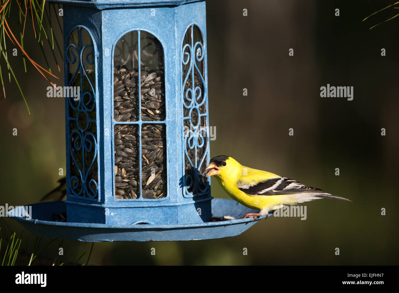 American goldfinch - male Stock Photo - Alamy