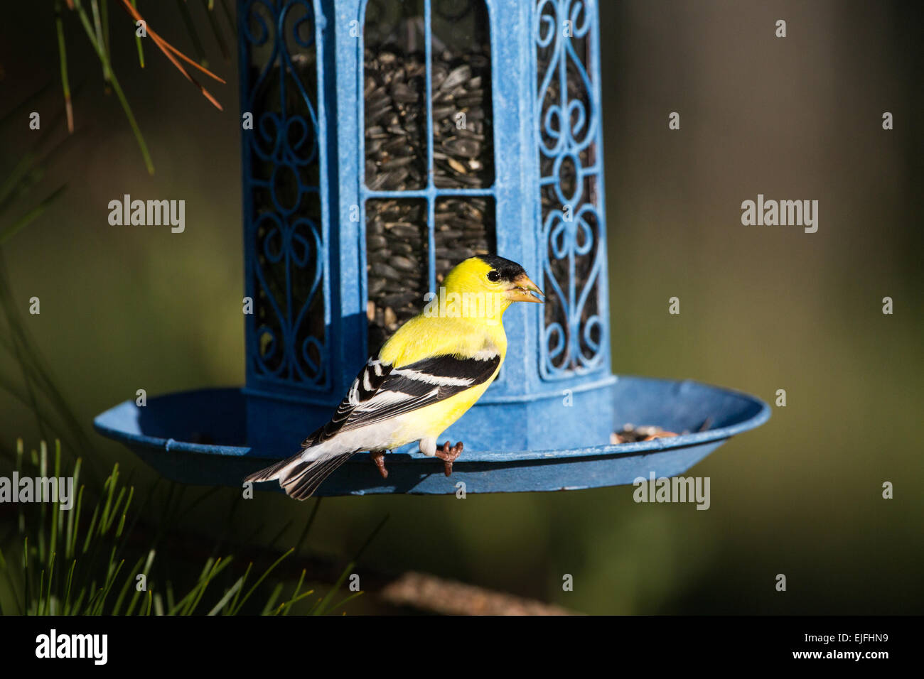 American goldfinch - male Stock Photo - Alamy
