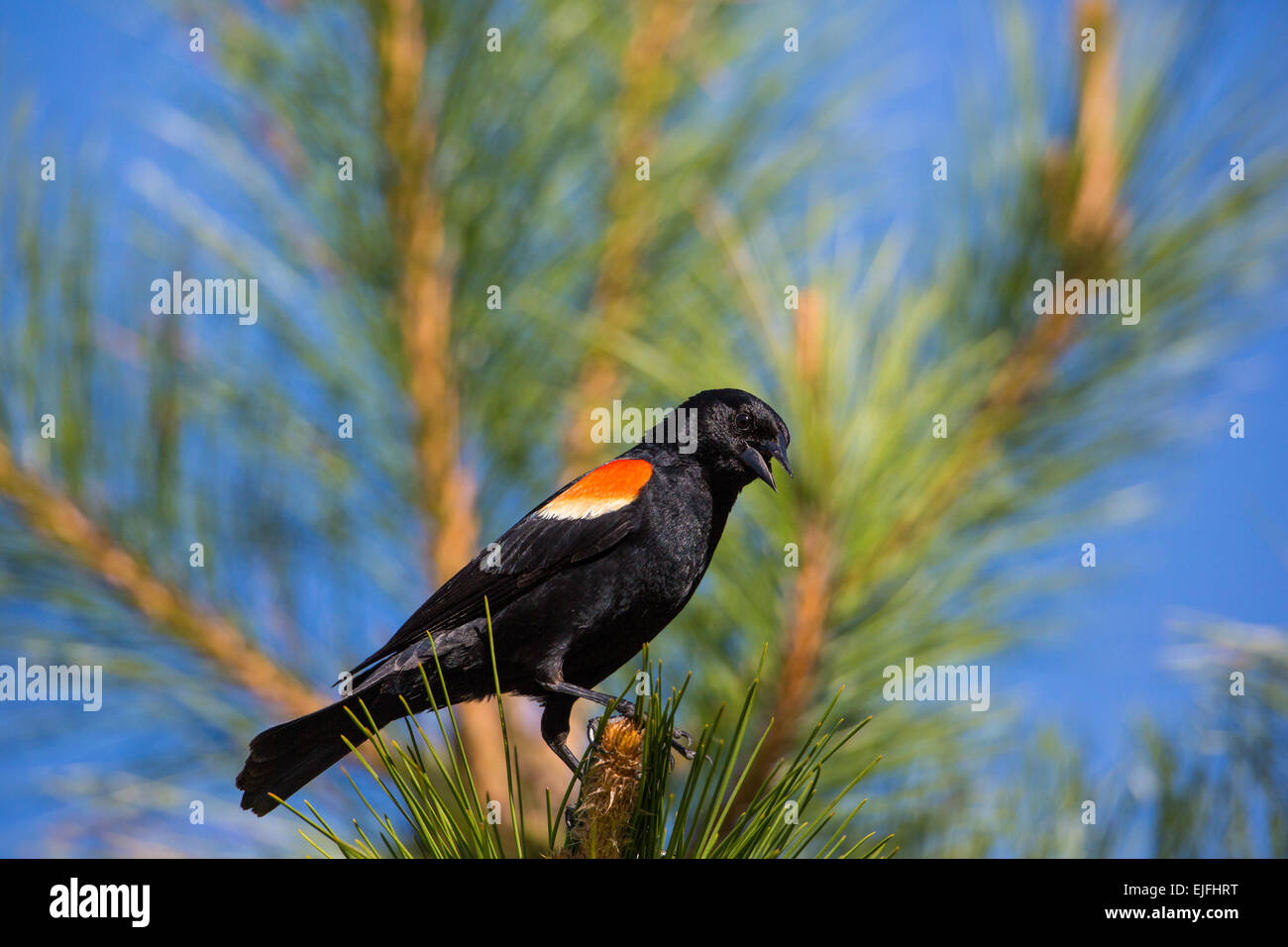 Red-winged Blackbird - Male Stock Photo - Alamy