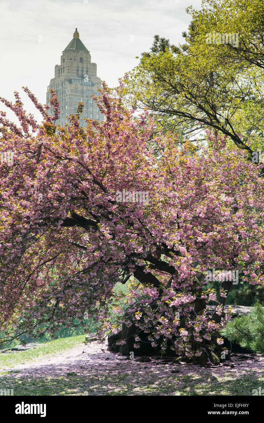 Cherry blossom tree in Central Park, Manhattan, New York City, New York ...
