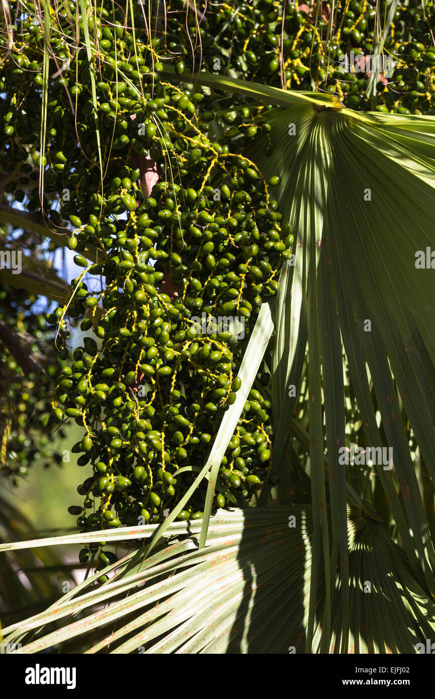 Date palm tree hi-res stock photography and images - Alamy