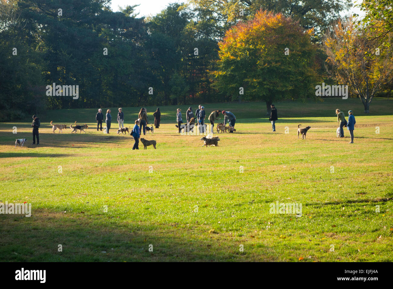 Prospect park fall colors Brooklyn NY Stock Photo - Alamy
