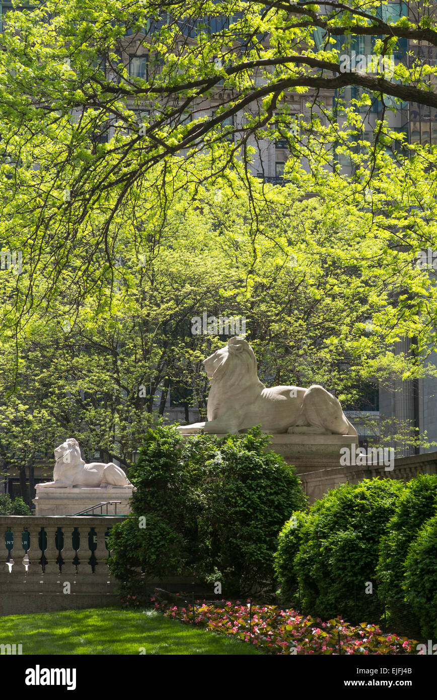 Lion Statues at the entrance to the New York Public Library, Manhattan ...