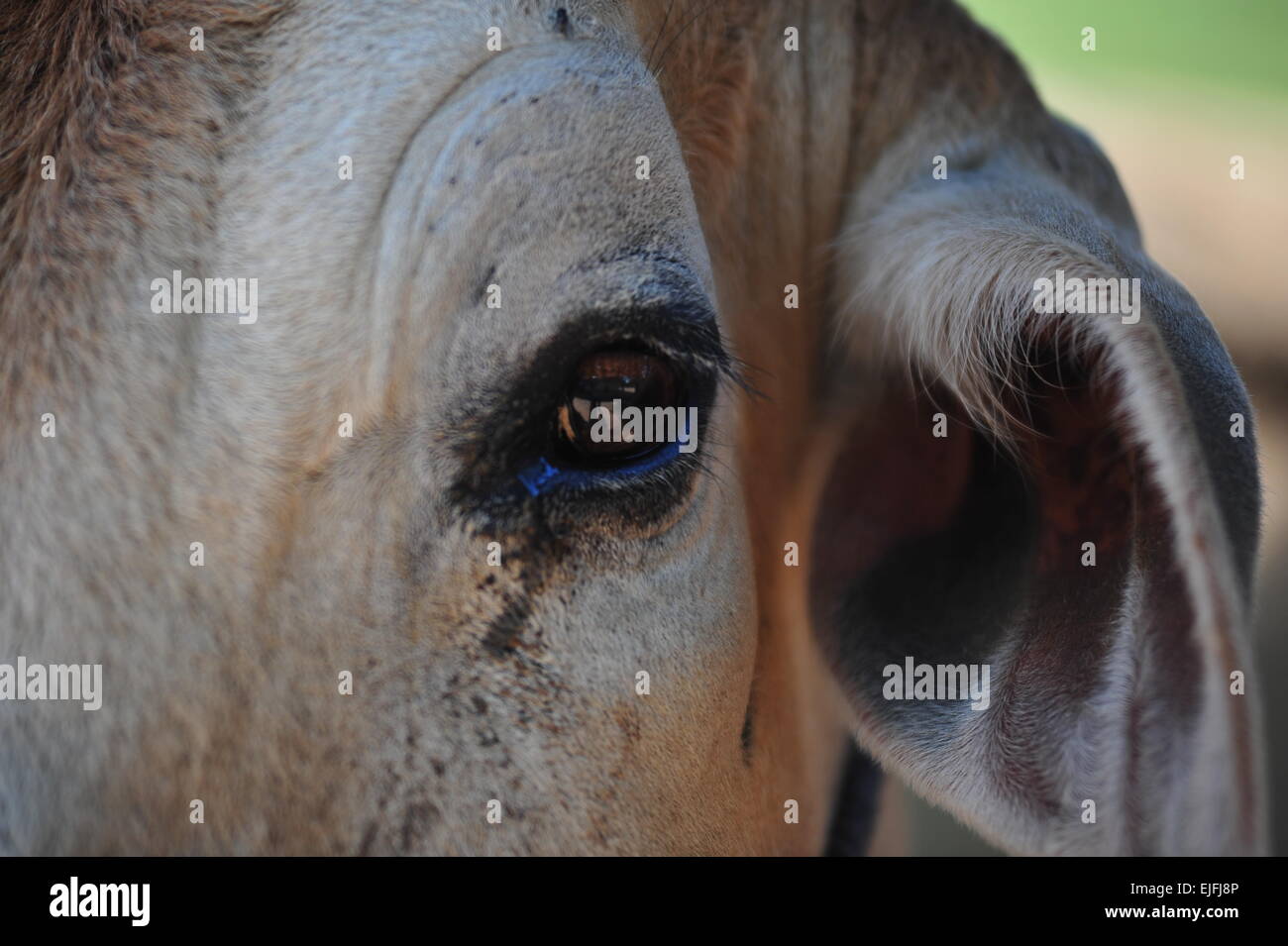 Cow eye hi-res stock photography and images - Alamy