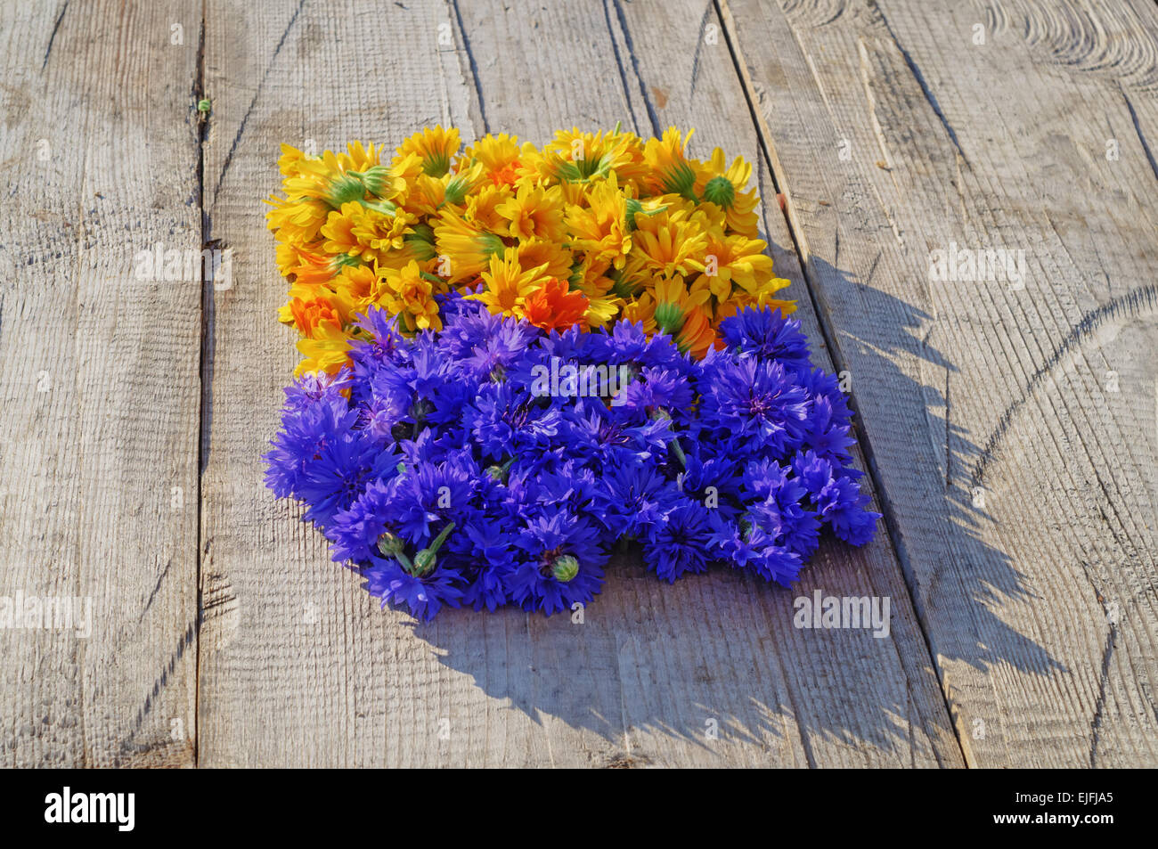Group of yellow and blue flowers - a calendula and cornflowers Stock ...