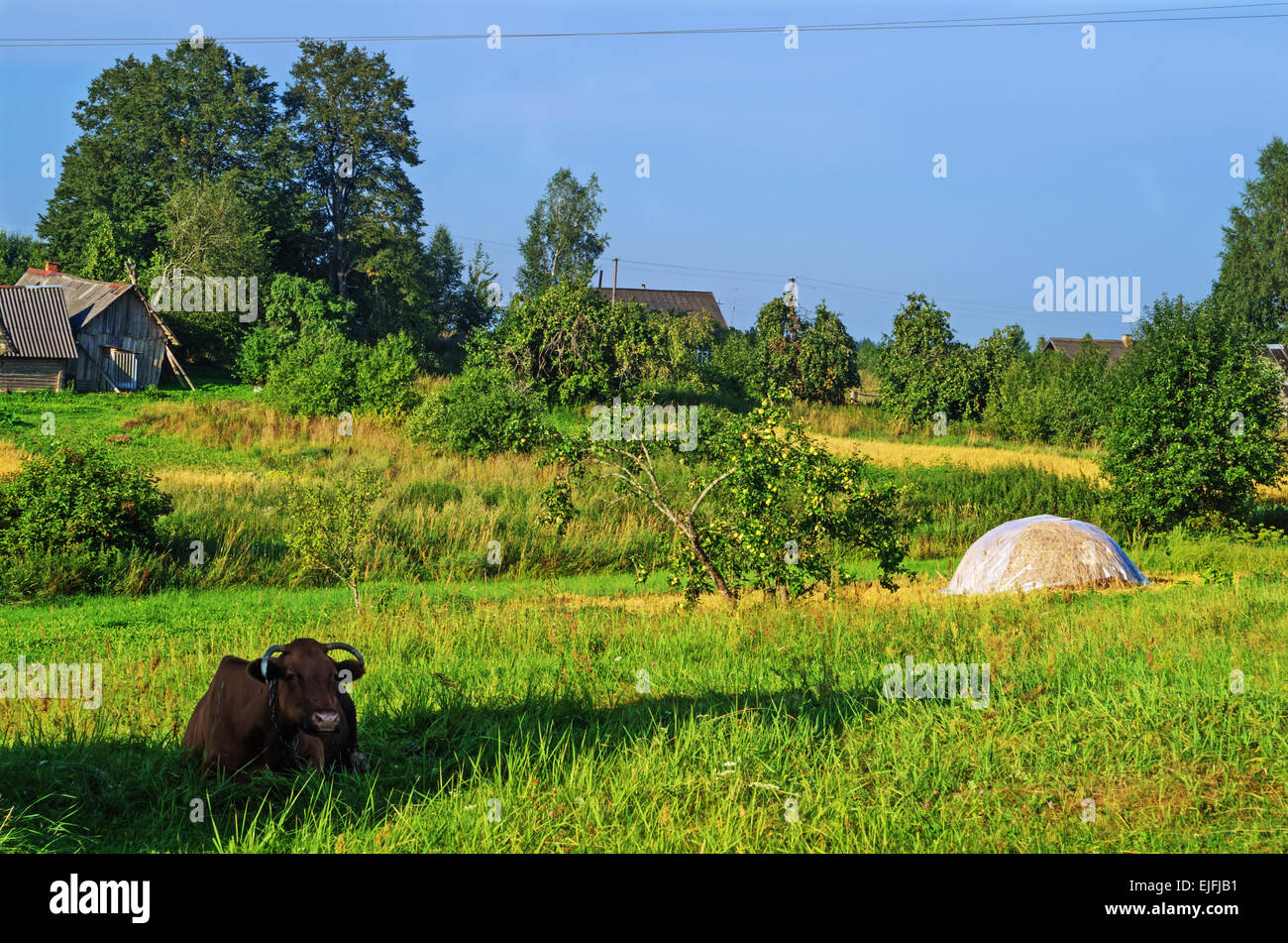 Rural landscape. Brown cow and haystack on pasture Stock Photo - Alamy