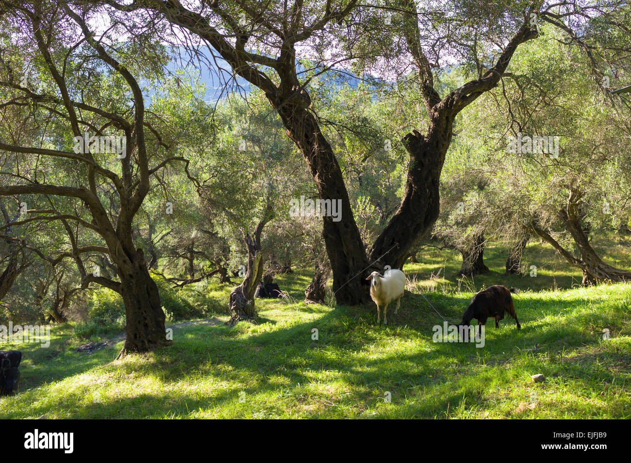 Goats tethered in olive grove among olives trees in Corfu, Greece Stock ...
