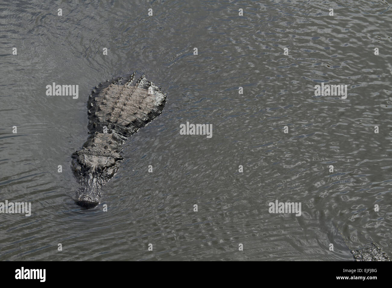 Alligator bayou hi-res stock photography and images - Alamy