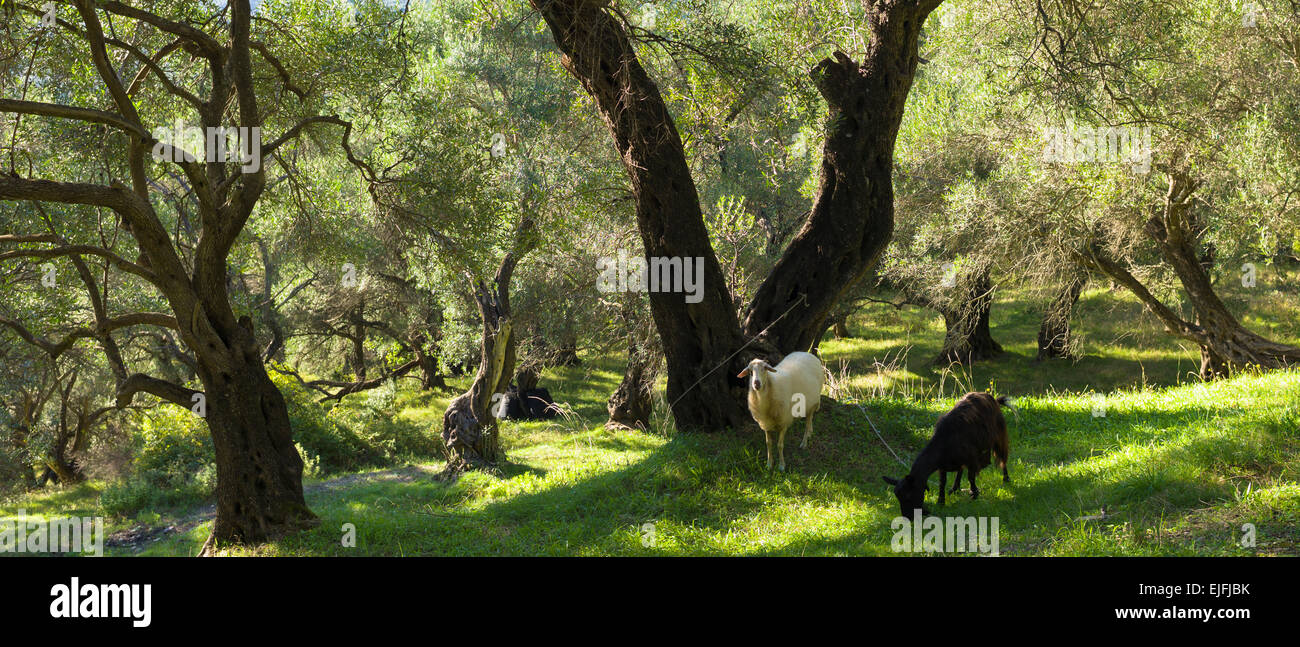Goats tethered in olive grove among olives trees in Corfu, Greece Stock ...