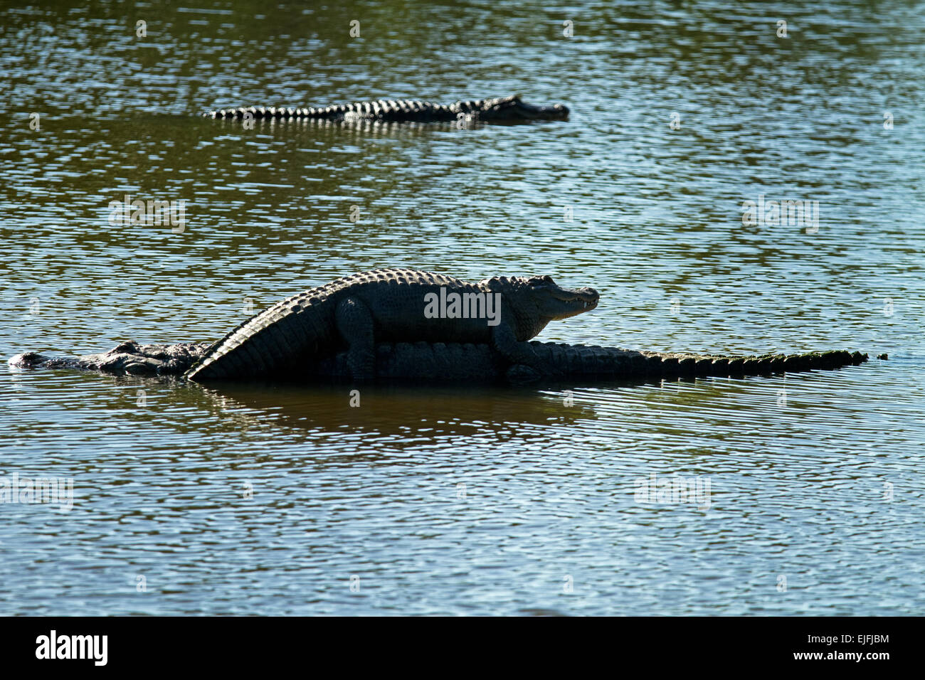 Riding An Alligator High Resolution Stock Photography and Images - Alamy