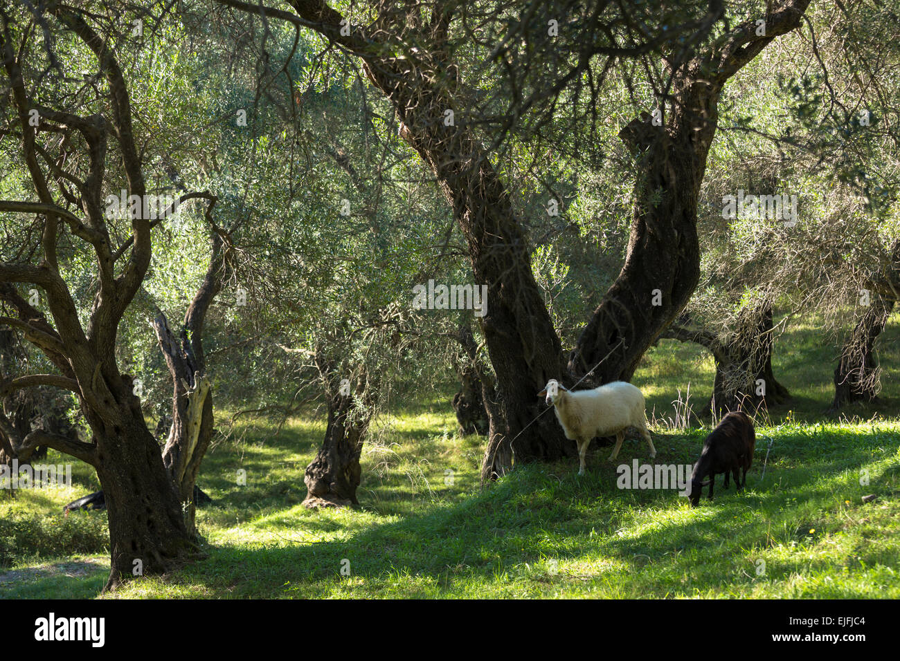 Goats tethered in olive grove among olives trees in Corfu, Greece Stock ...