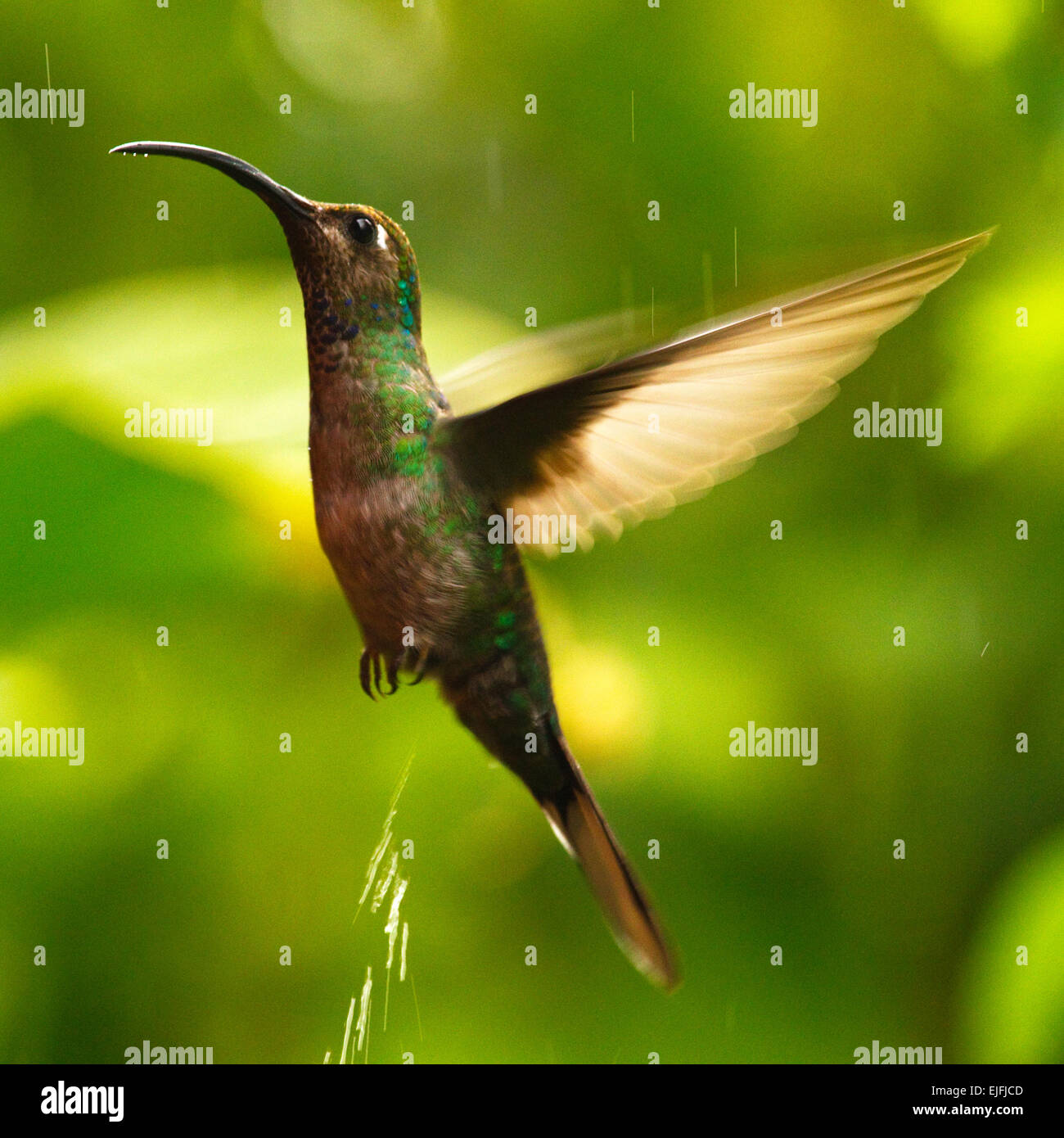 Bird digestion hi-res stock photography and images - Alamy