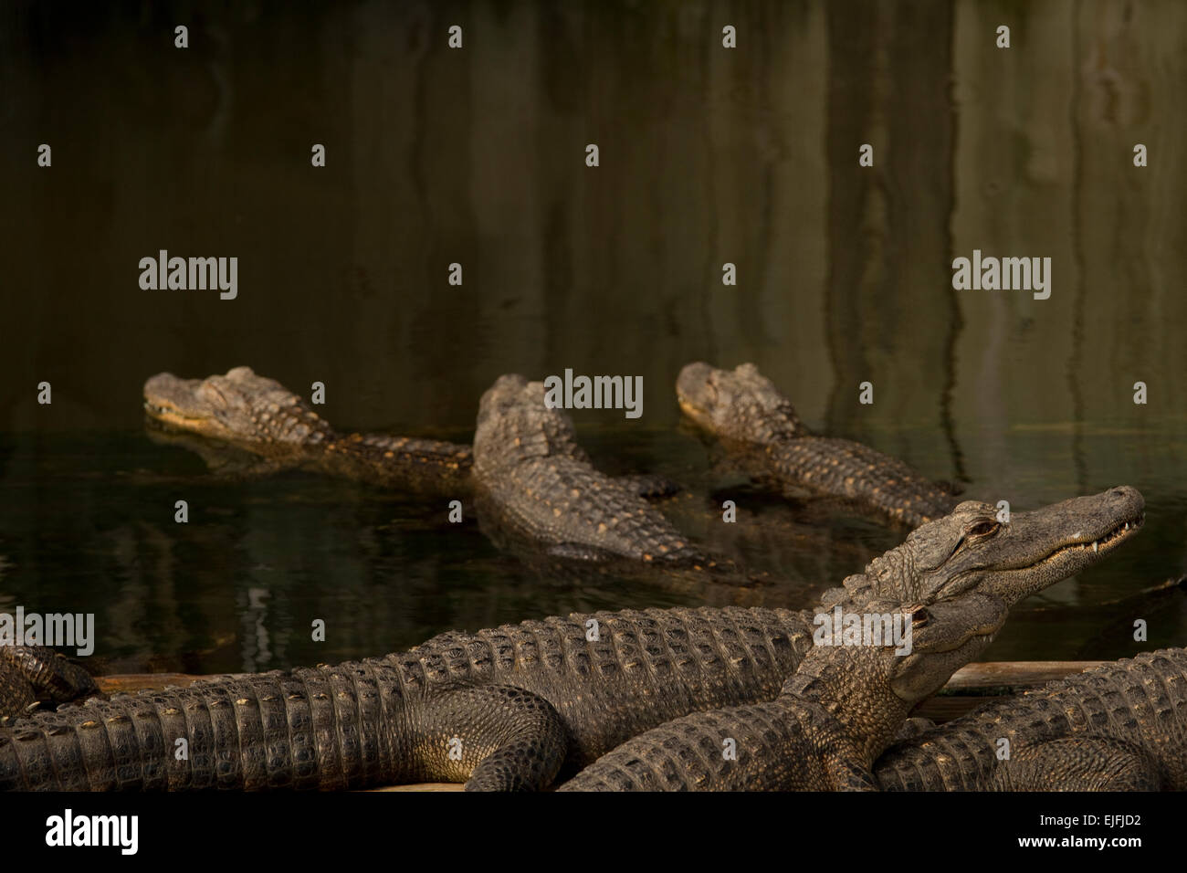 Florida gator hi-res stock photography and images - Alamy