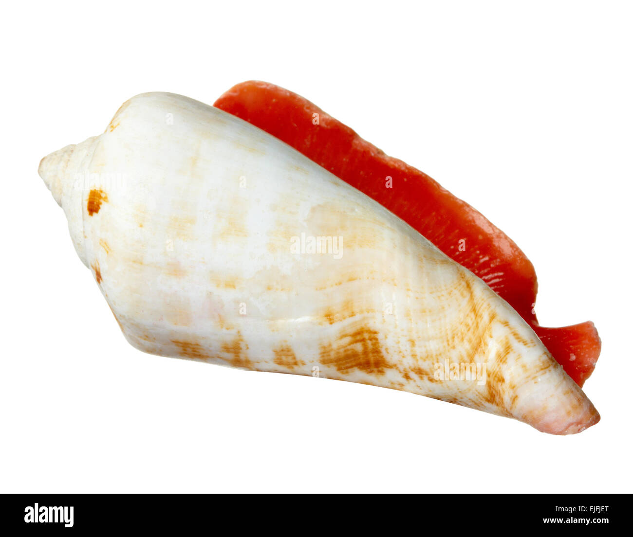 Seashell hi-res stock photography and images - Alamy