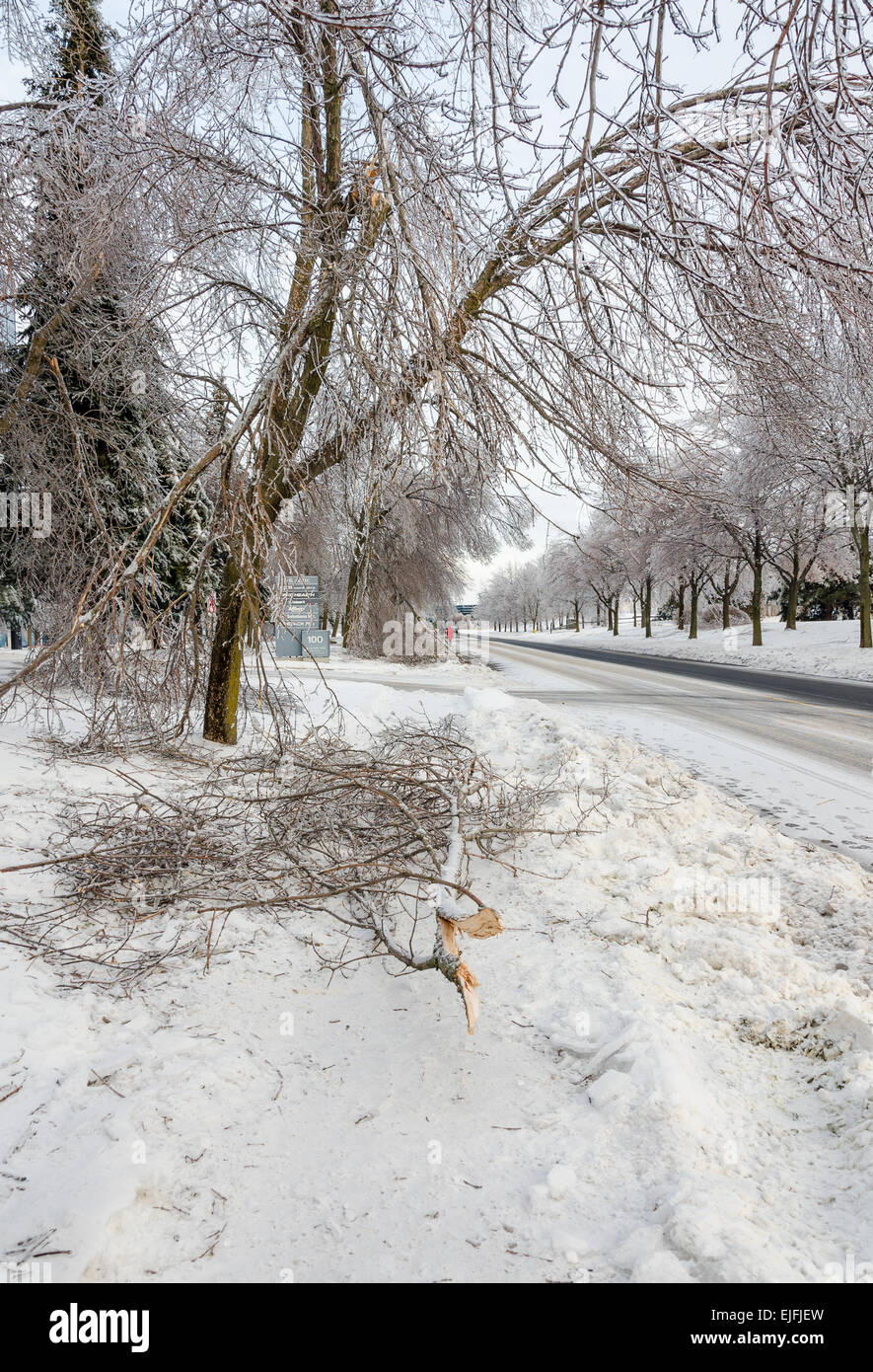 Twigs of tree encased in ice after a freezing rain storm Stock Photo ...