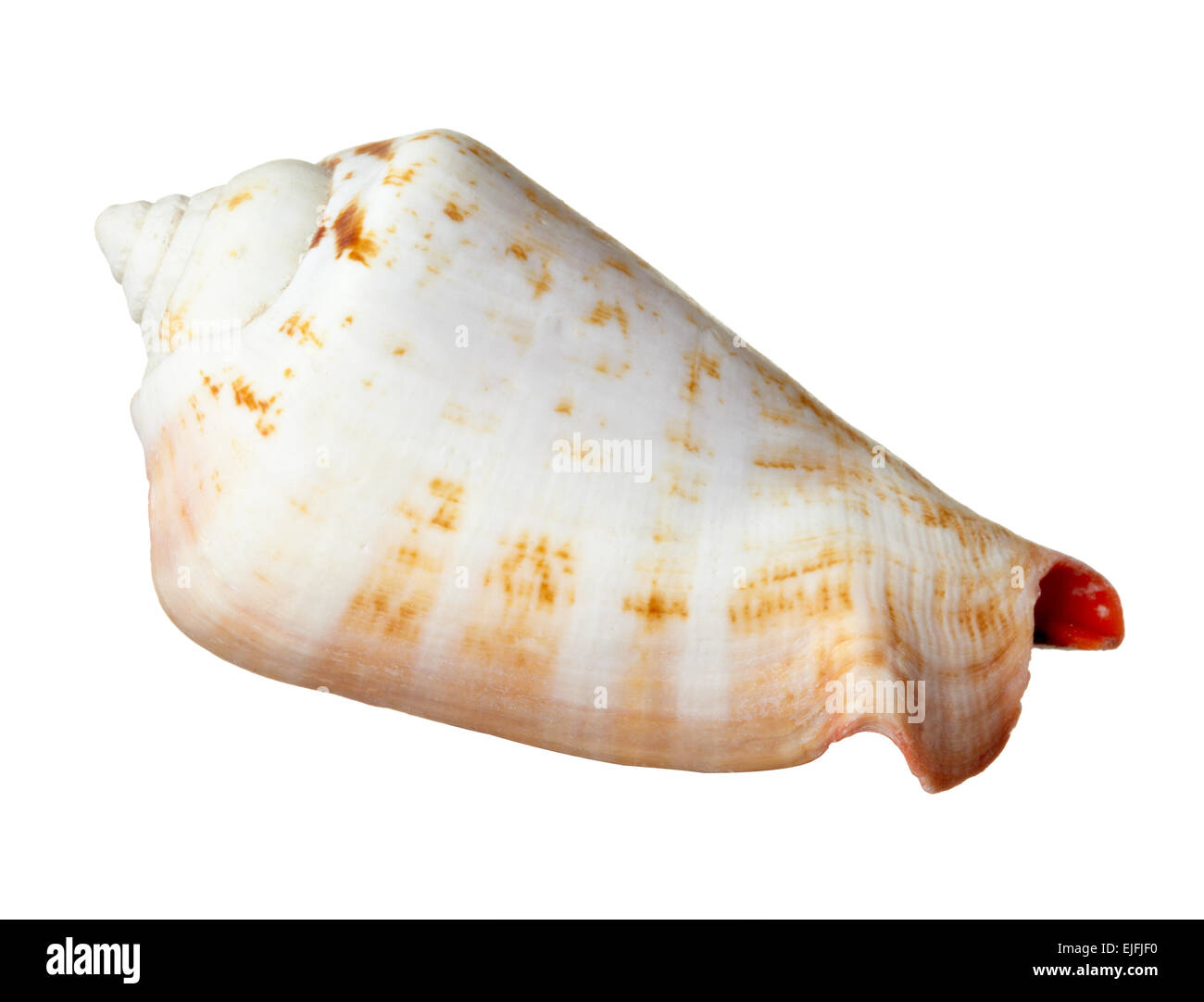 Seashell hi-res stock photography and images - Alamy