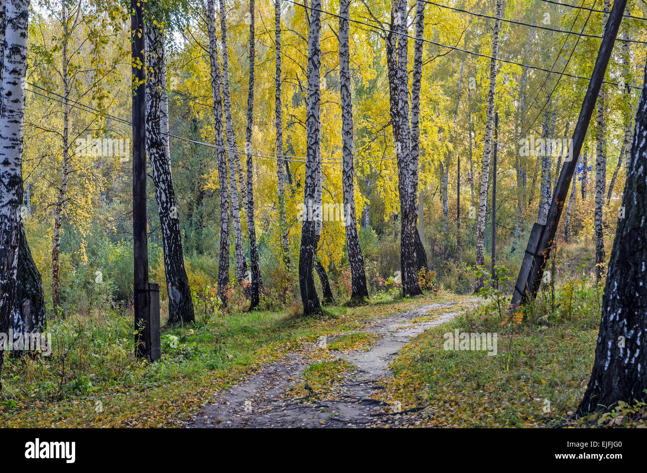 Colorful trees in forest in fall time, Siberia Stock Photo - Alamy