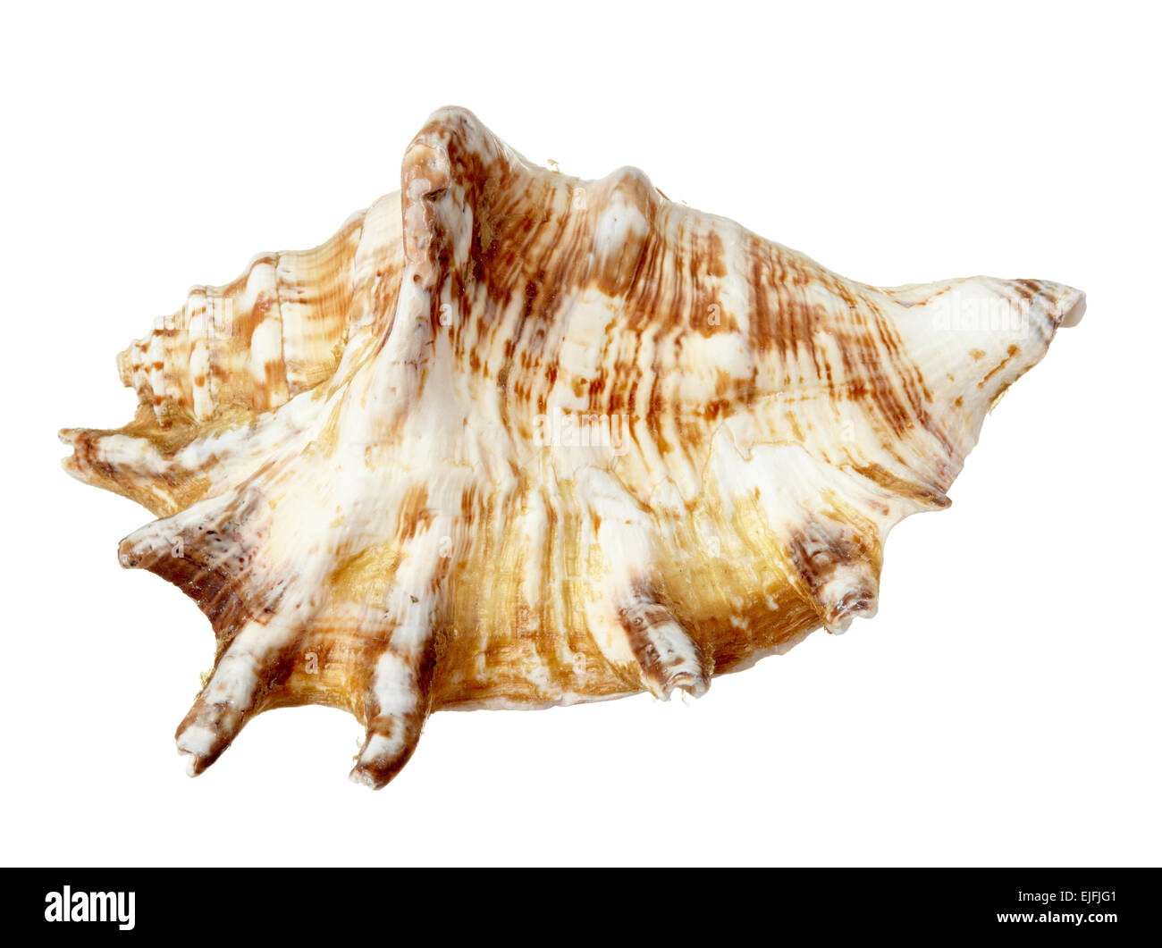 Seashell hi-res stock photography and images - Alamy