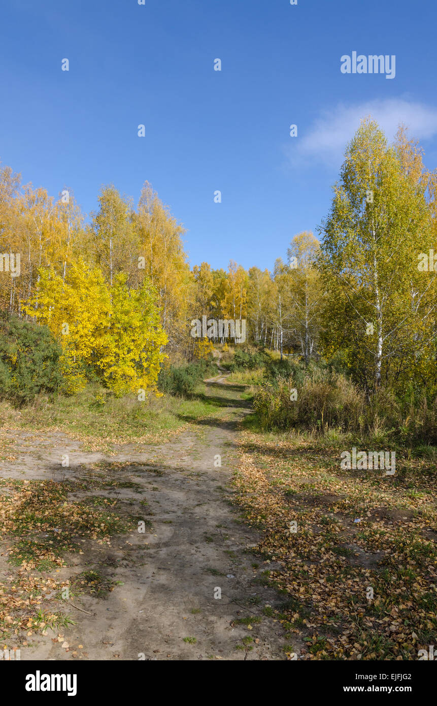 Russia forest trees hi-res stock photography and images - Alamy