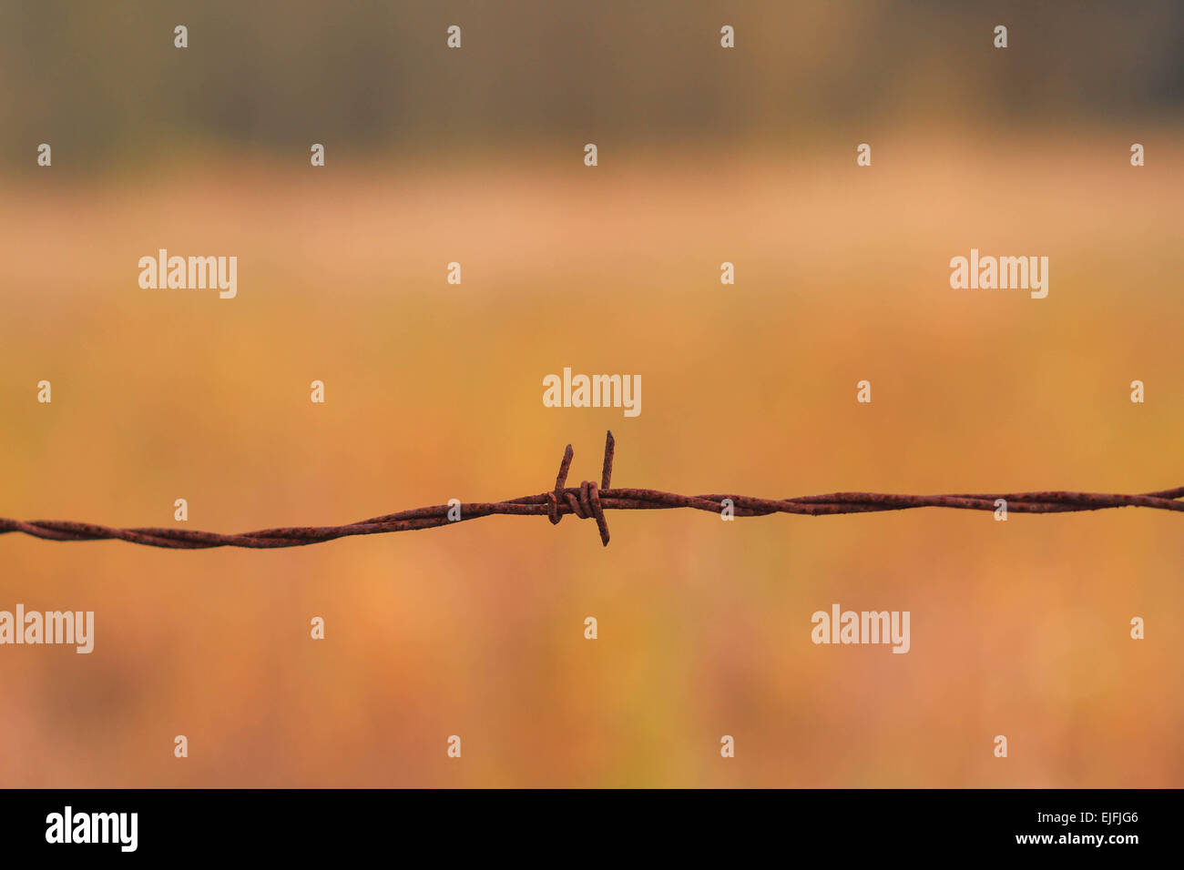 Barb wire fence Stock Photo - Alamy