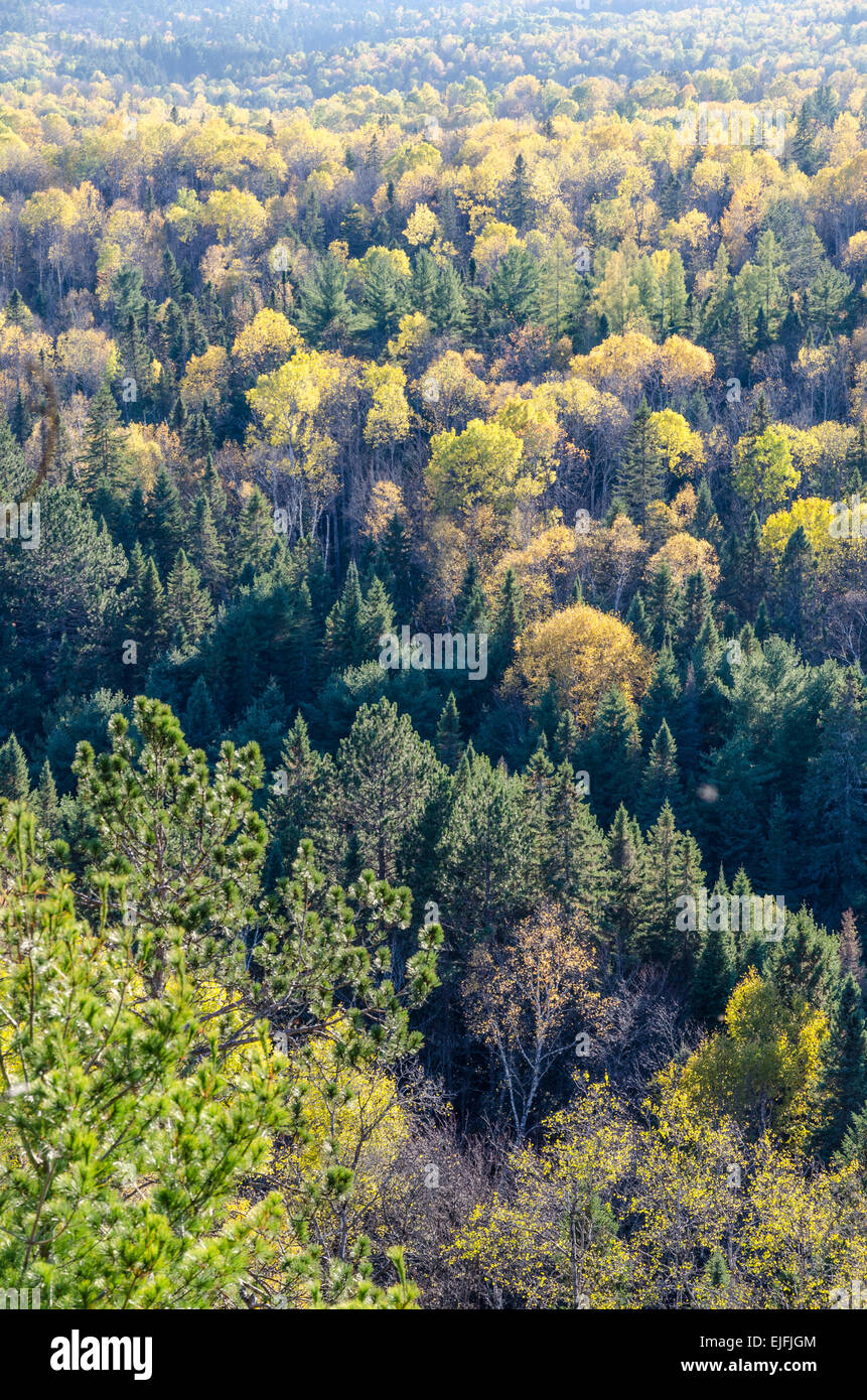 Fall colorful trees in Algonquin park . Ontario, Canada Stock Photo - Alamy
