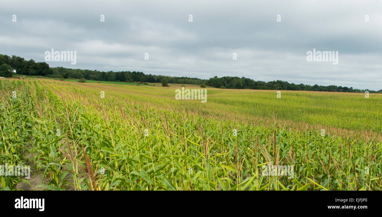 Corn field in Thurso, Quebec, Canada Stock Photo - Alamy