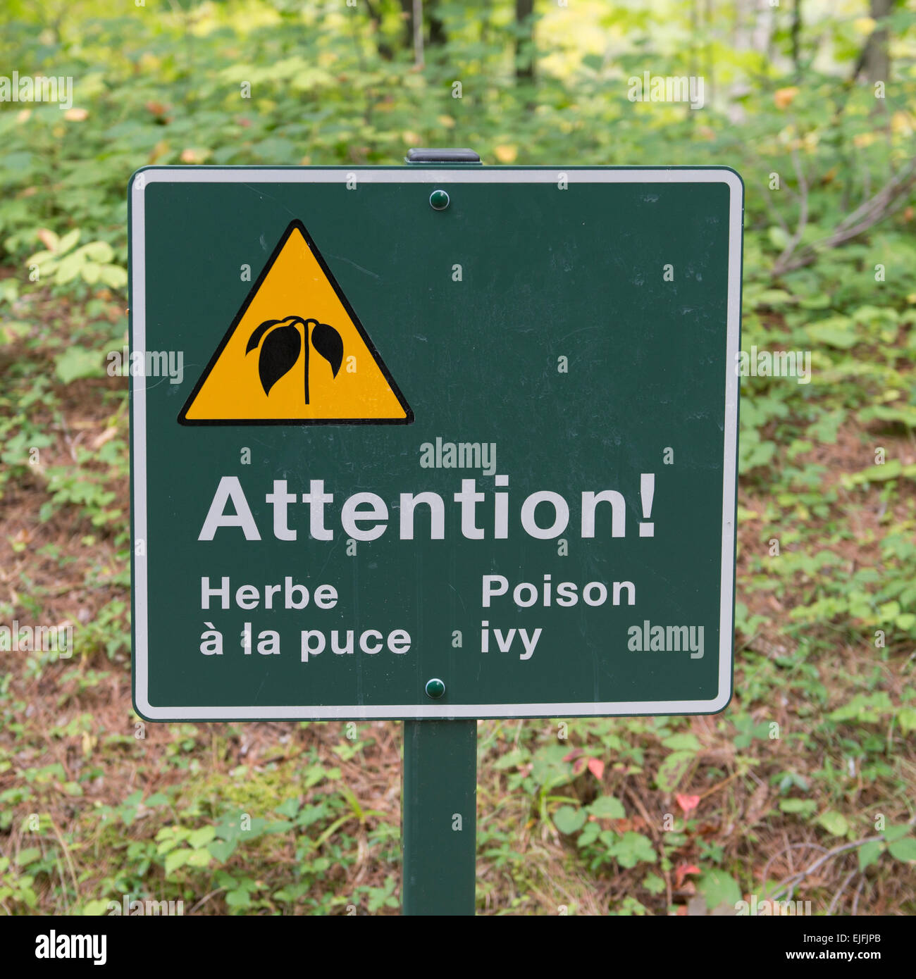 Poison Ivy Warning sign in a forest, Manoir-Papineau National Historic ...