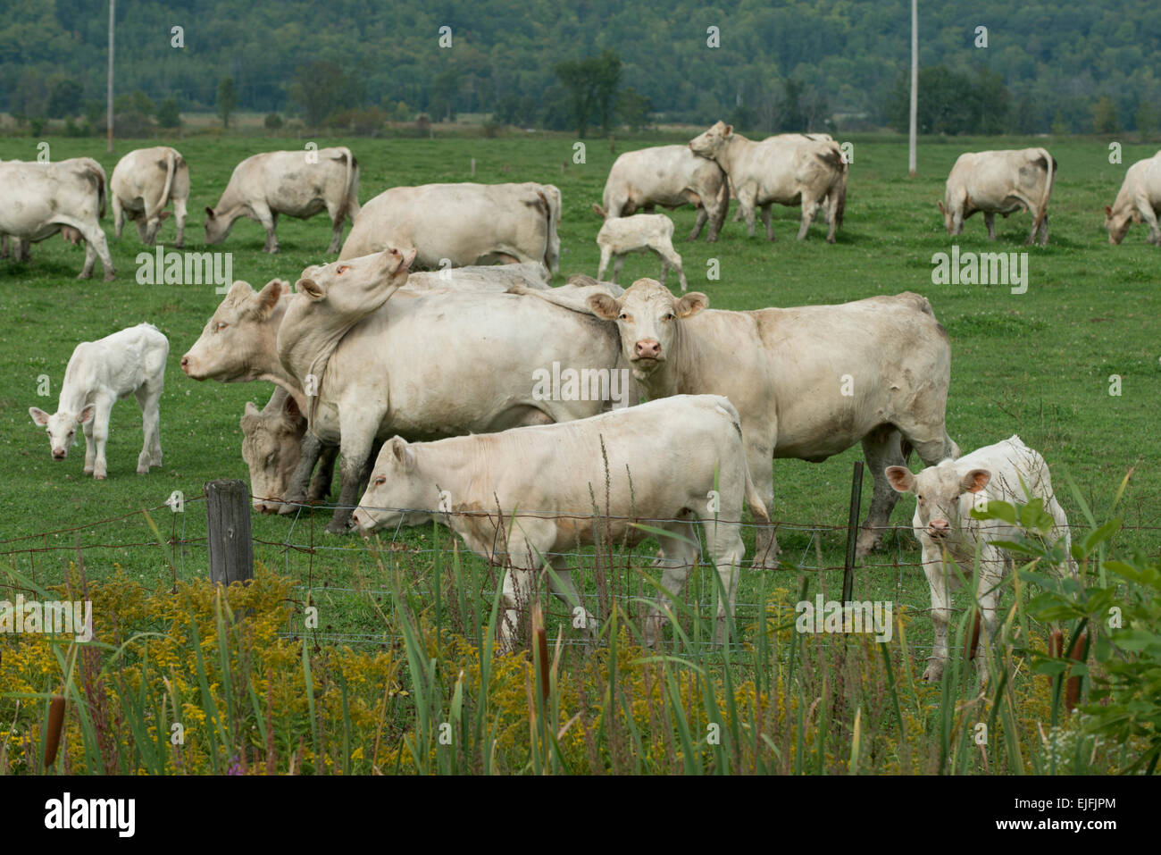 Large farm quebec hi-res stock photography and images - Alamy