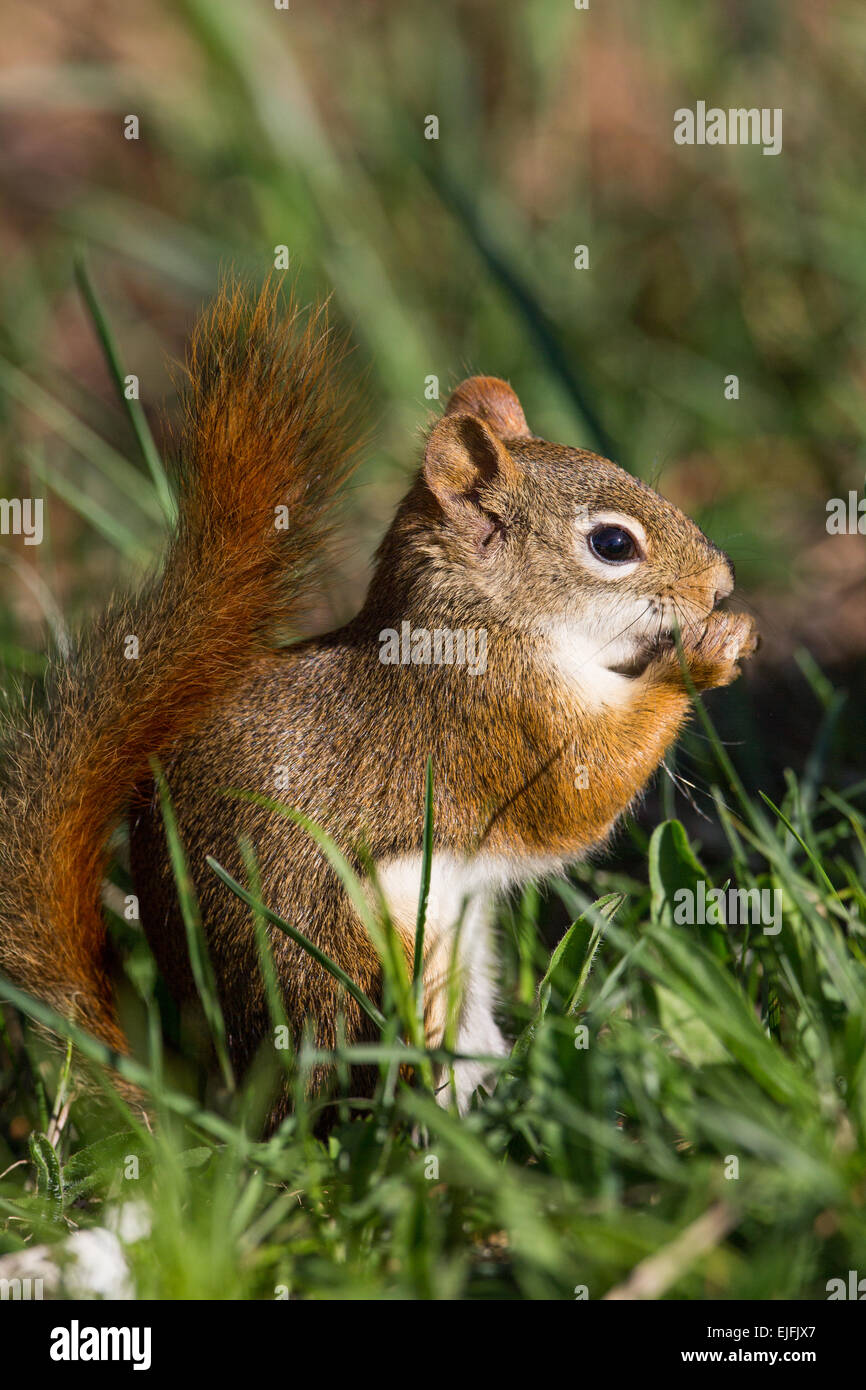 Wisconsin red squirrel hi-res stock photography and images - Alamy