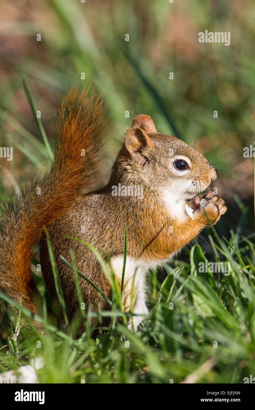 American red squirrel feeding hi-res stock photography and images - Alamy