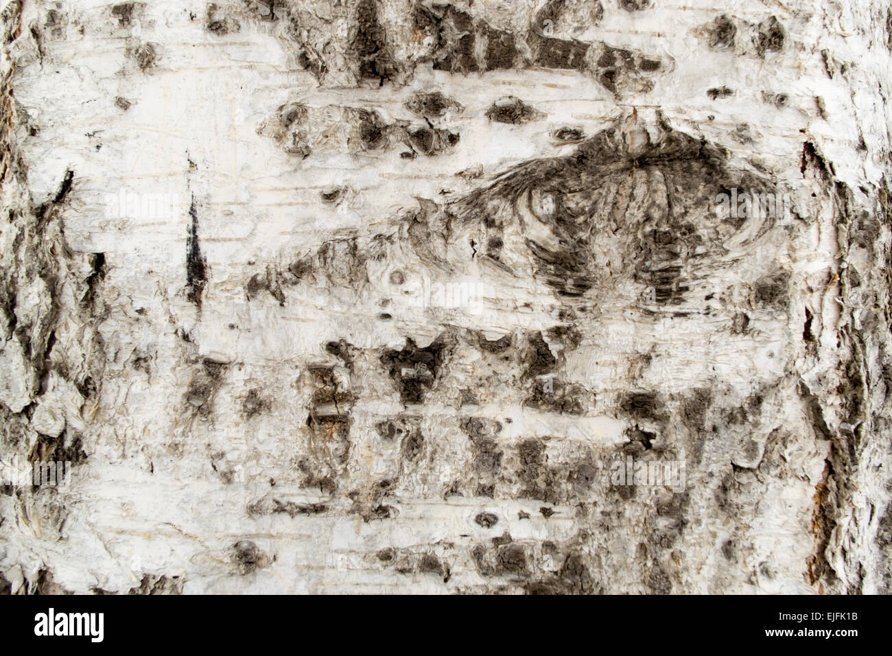 Close up of birch tree bark in natural light Stock Photo - Alamy