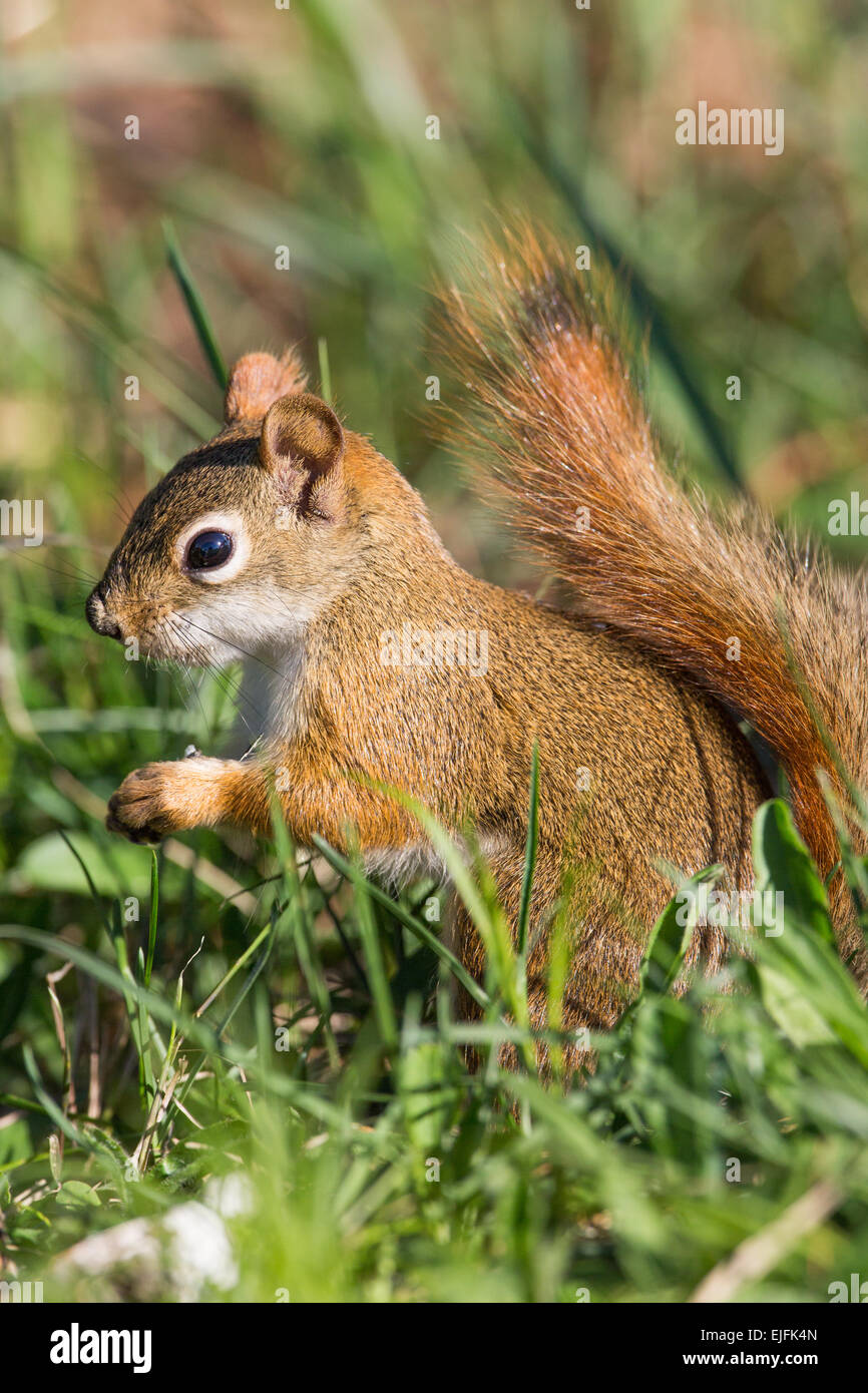 Wisconsin red squirrel hi-res stock photography and images - Alamy